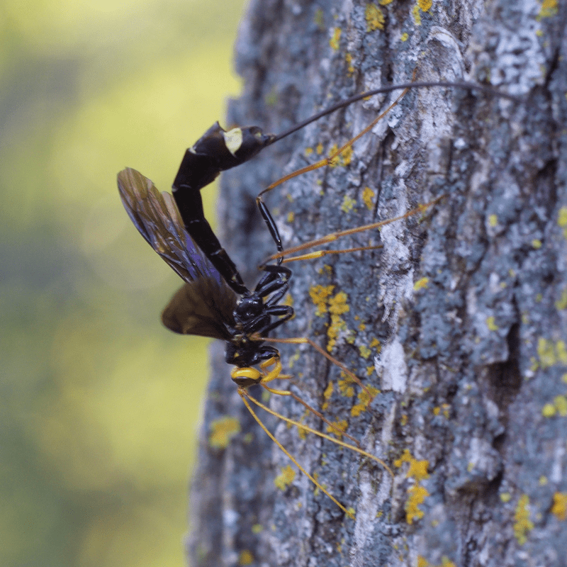 Holes on Dead Trees and Strange Wasps – Cowling Arboretum – Carleton ...