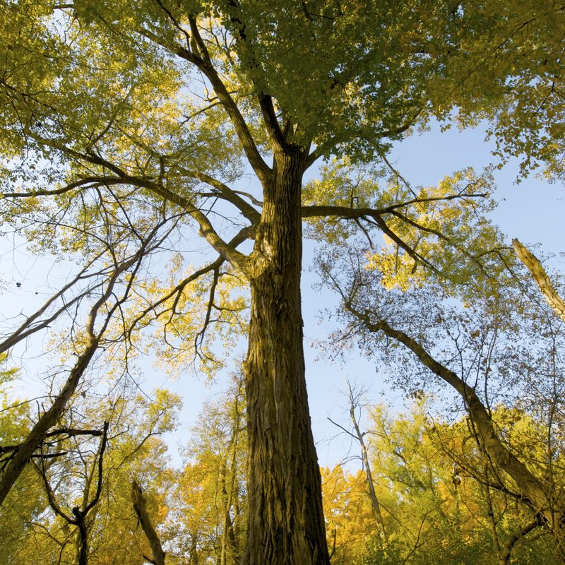 Tree Movement – Cowling Arboretum – Carleton College