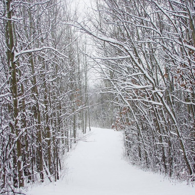 Trees Get Cold Too! – Cowling Arboretum – Carleton College