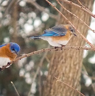 Songbirds in Spring – Cowling Arboretum – Carleton College