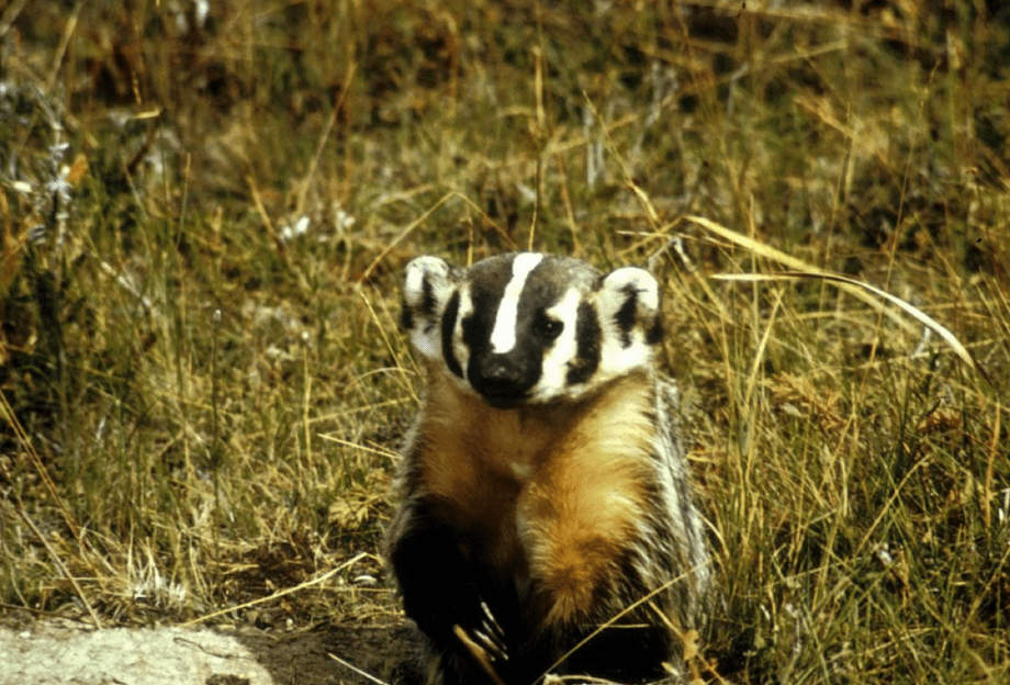 Taxidea taxus, American Badger – Cowling Arboretum – Carleton College
