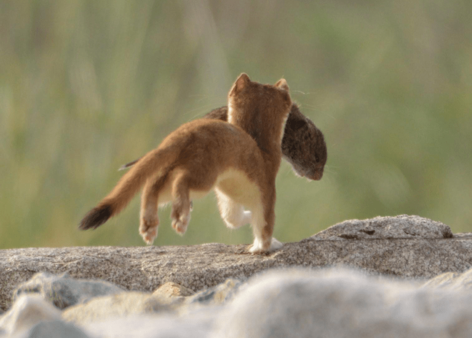 Long tailed Weasel, Mustela frenata – Cowling Arboretum – Carleton College