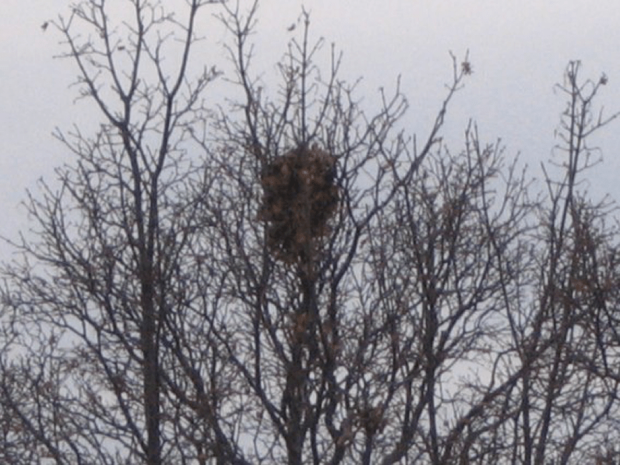 Sciurus carolinensis, Gray Squirrel – Cowling Arboretum – Carleton College