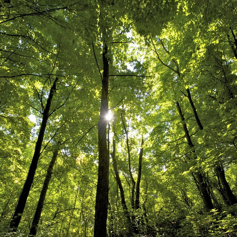 Seeing the Forest for the Trees – Cowling Arboretum – Carleton College