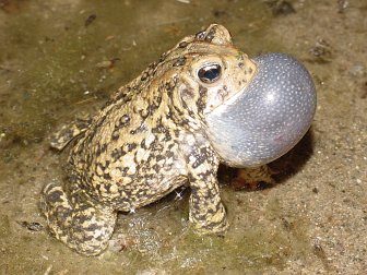 American Toad (Anaxyrus americanus) – Cowling Arboretum – Carleton College