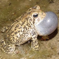 American Toad (Anaxyrus americanus) – Cowling Arboretum – Carleton College