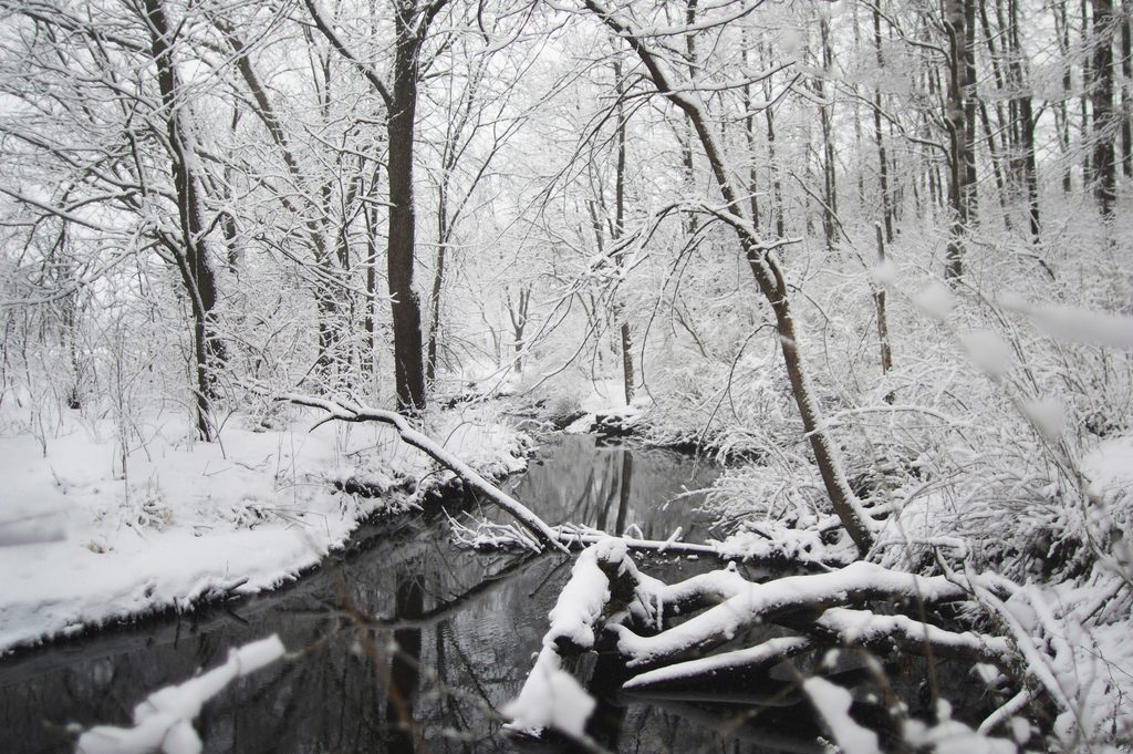 What’s With This Weather? – Cowling Arboretum – Carleton College