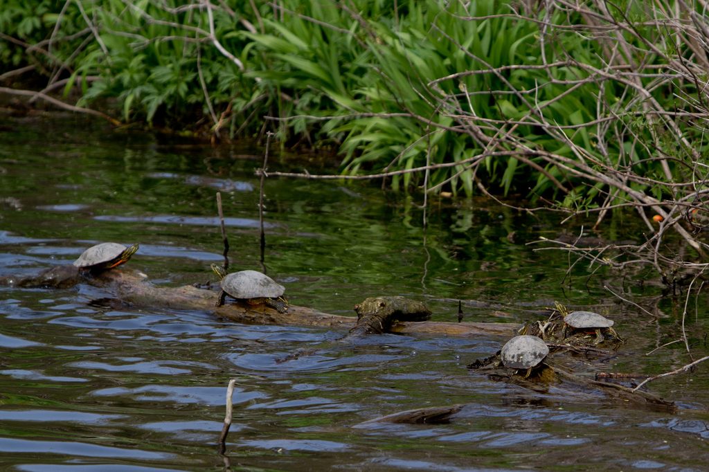 Turtle-y Awesome – Cowling Arboretum – Carleton College