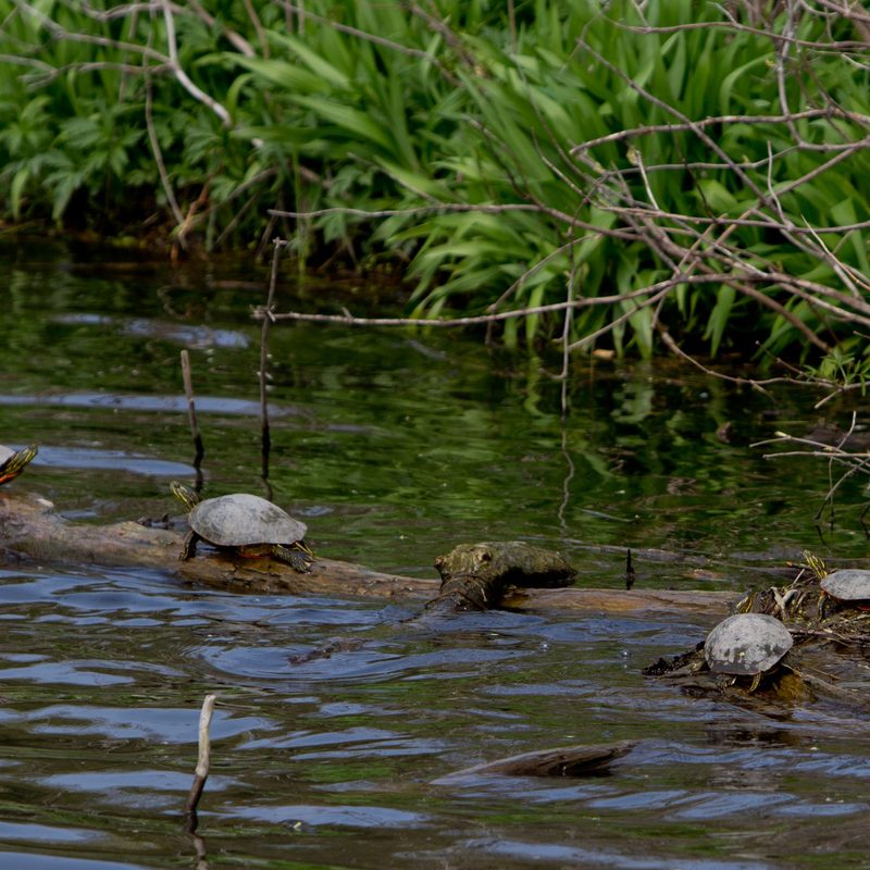Turtle-y Awesome – Cowling Arboretum – Carleton College