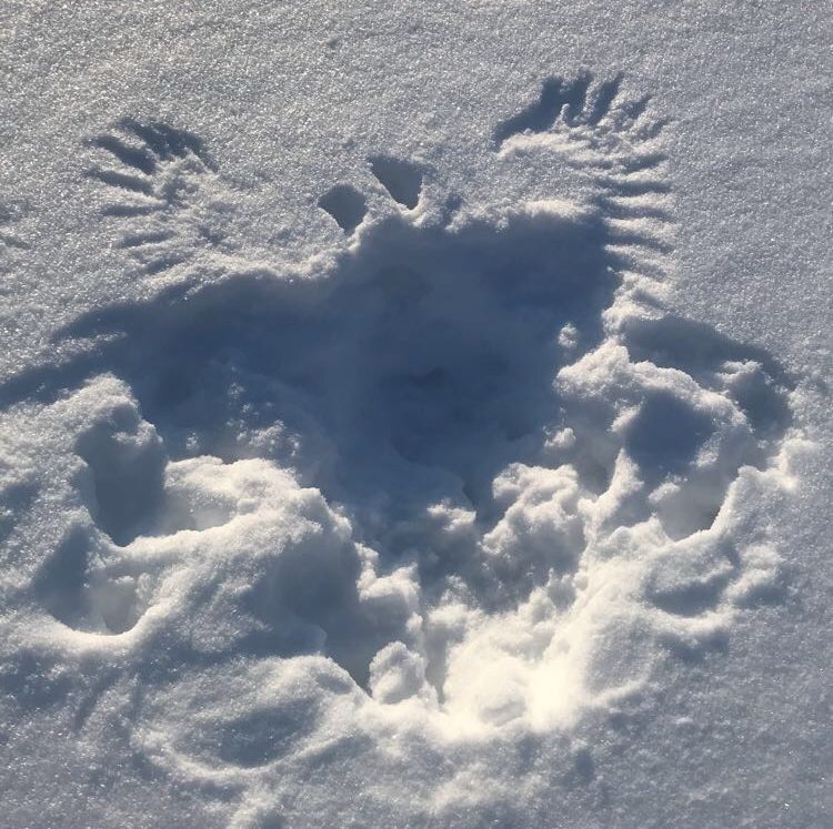 Avian Snow Angels – Cowling Arboretum – Carleton College