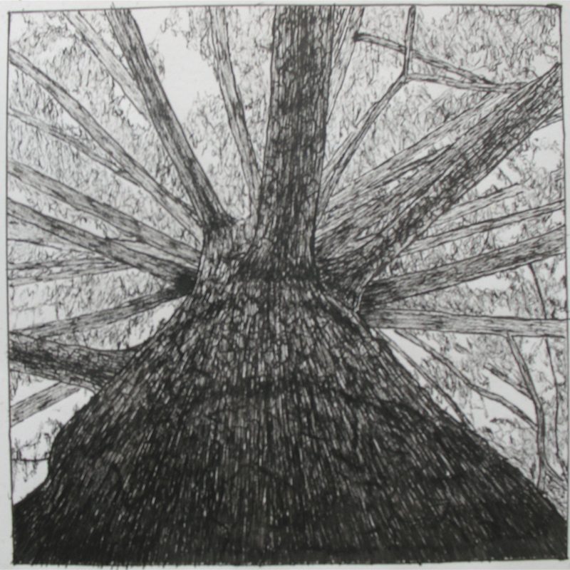 Upland Forest and Successional Upland Forest – Cowling Arboretum ...