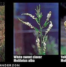 White and Yellow Sweet Clover (Melilotus alba, M. officinalis ...
