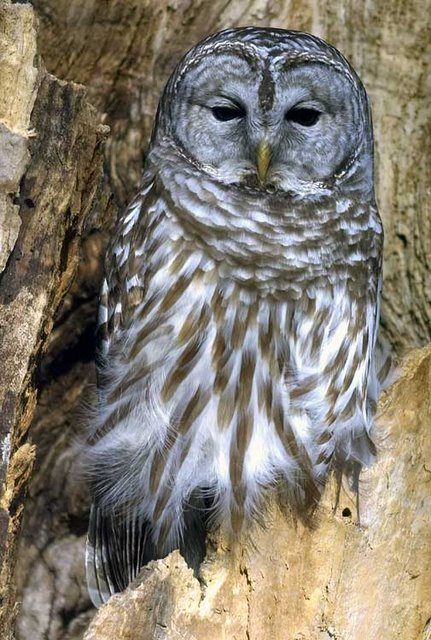 Arb Notes for February 6, 2009: Owl! – Cowling Arboretum – Carleton College