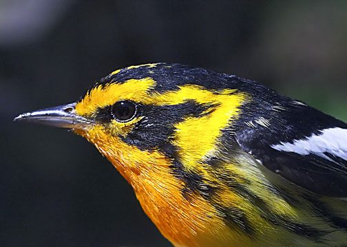 Spring, Birds: Spring Birds! – Cowling Arboretum – Carleton College