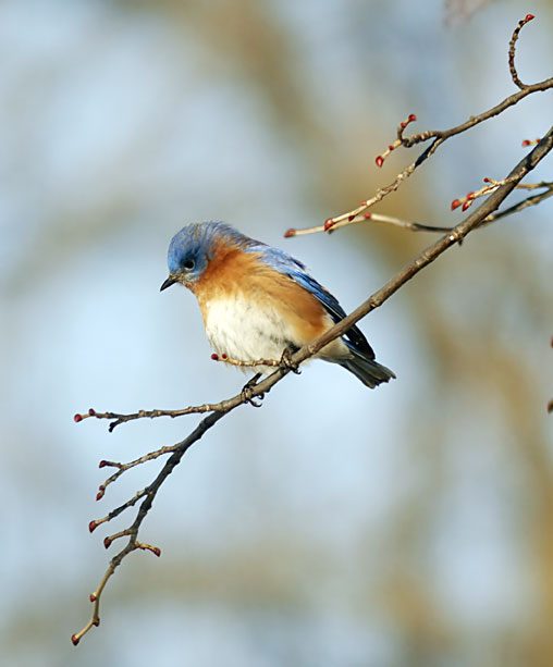 Campus Bird Boxes – Cowling Arboretum – Carleton College