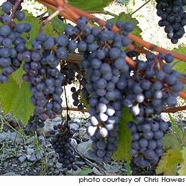 Arb Notes for October 17: Wild Grapes – Cowling Arboretum – Carleton ...