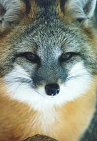 Finding the Foxes – Cowling Arboretum – Carleton College