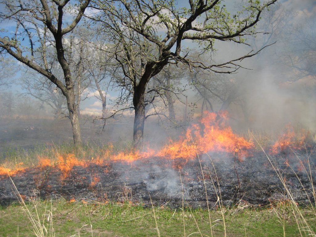 It’s Spring and It Smells Like… Fire? – Cowling Arboretum – Carleton ...