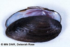 Mussels – Cowling Arboretum – Carleton College