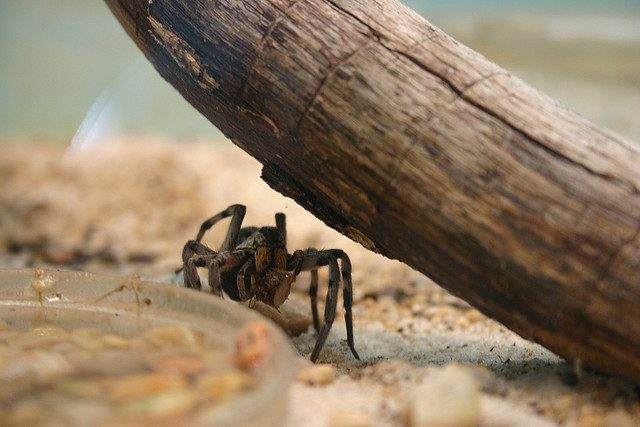 Arb Notes for November 5 – Burrowing Wolf Spider – Cowling Arboretum ...