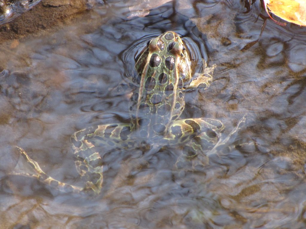 Teenage Mutant Ninja Frogs – Cowling Arboretum – Carleton College