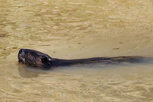 Big Beaver Reveal – Cowling Arboretum – Carleton College
