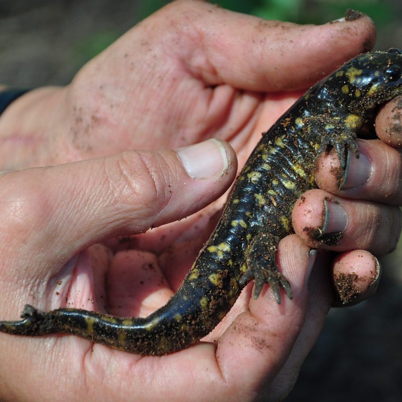 The Very Hungry Salamander, or Give Thanks and Eat Carbonara, or Dear ...