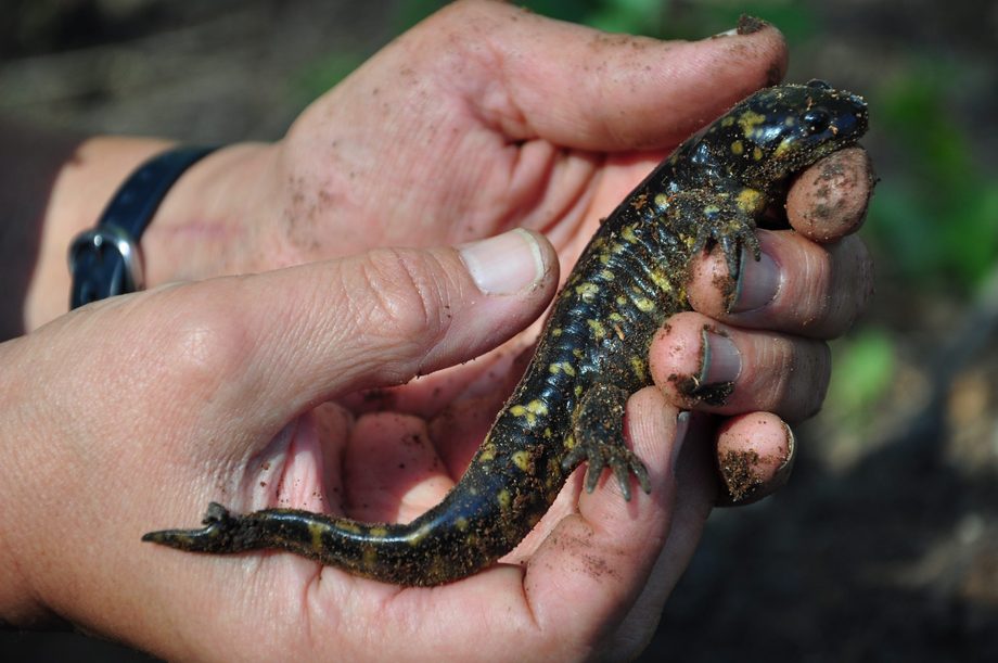 Tiger Salamander (Ambystoma tigrinum) – Cowling Arboretum – Carleton ...