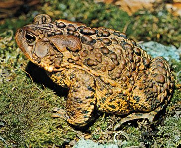 American Toad (Anaxyrus americanus) – Cowling Arboretum – Carleton College