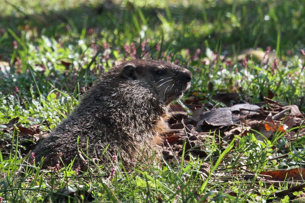 Mammal Life in the Arb – Cowling Arboretum – Carleton College
