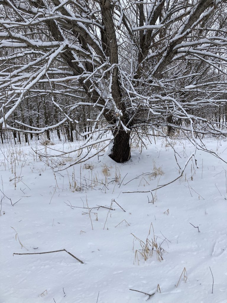 Overwintering in the Arb: Arboreal Methods of Survival – Cowling ...