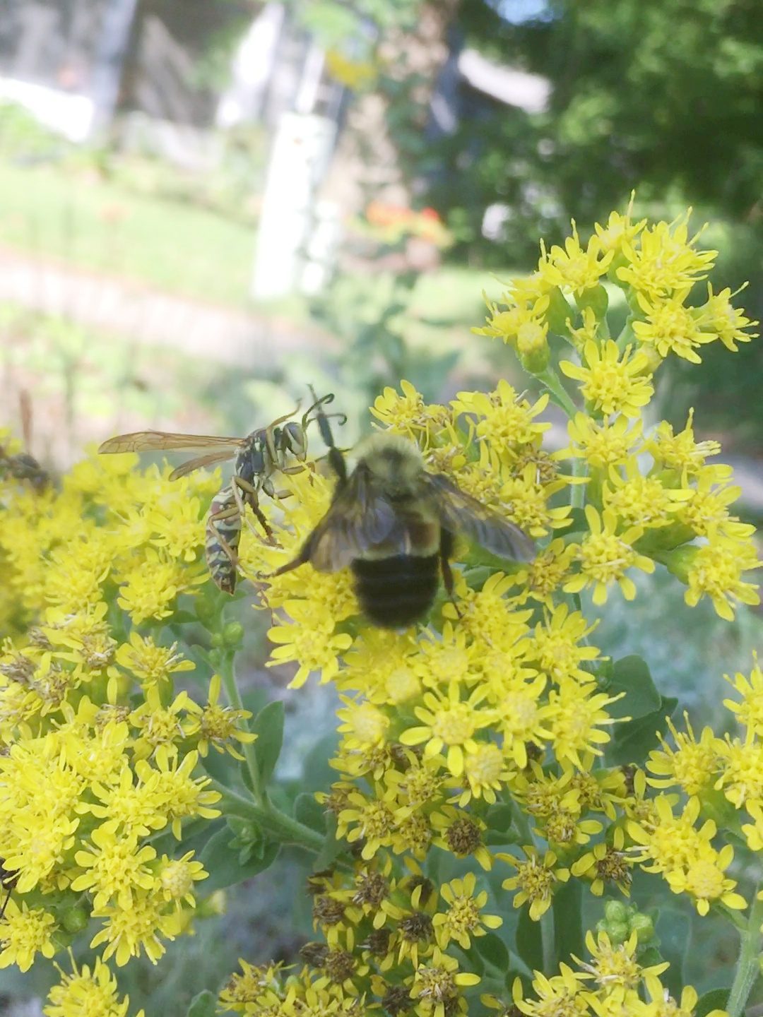 Rusty Patch Bumblebees and the Northfield Community – Cowling Arboretum ...