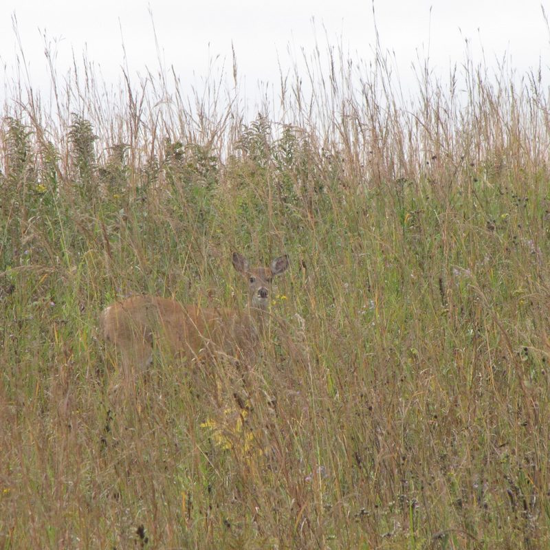 Deer Signs in the Arboretum – Cowling Arboretum – Carleton College