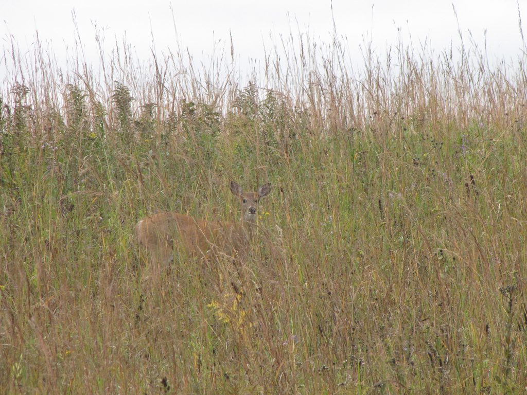 Deer Signs in the Arboretum – Cowling Arboretum – Carleton College