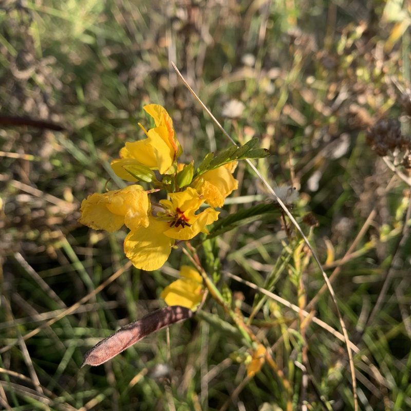 Late bloomers of the Arb prairies – Cowling Arboretum – Carleton College