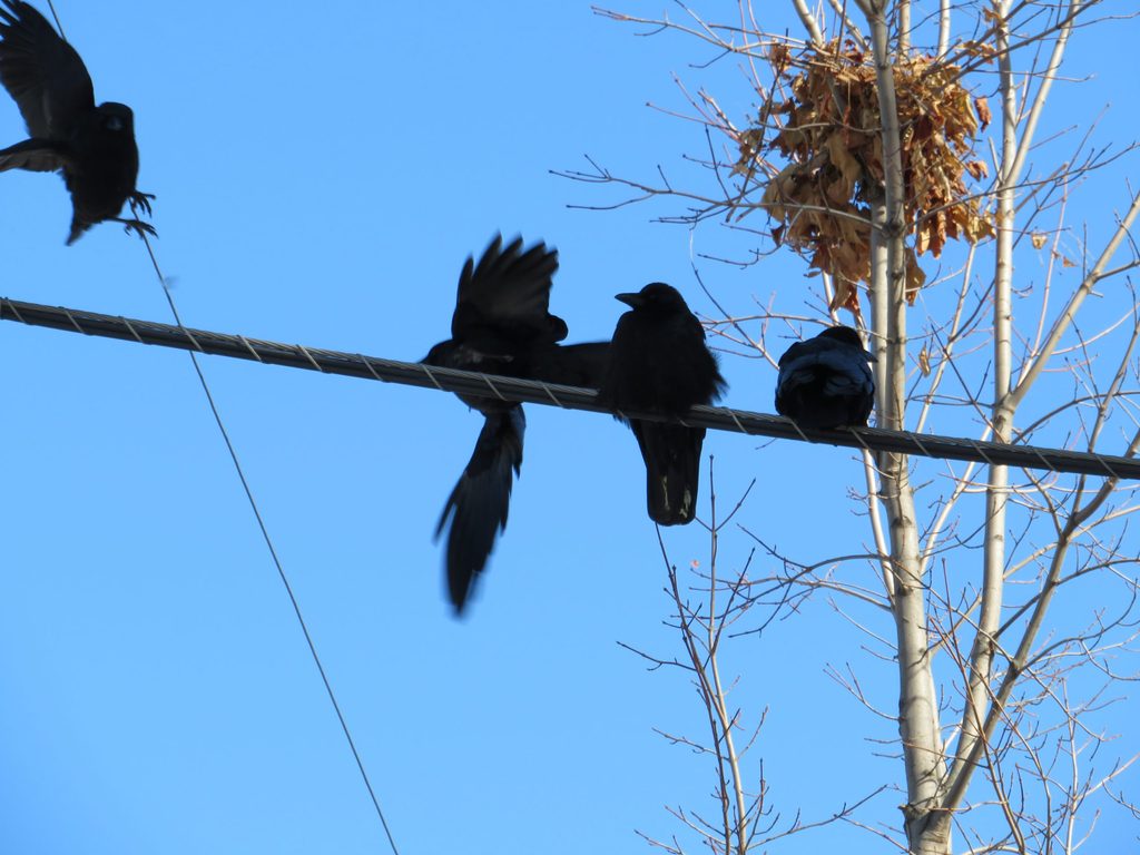 Are Carls or Crows More Resourceful? – Cowling Arboretum – Carleton College