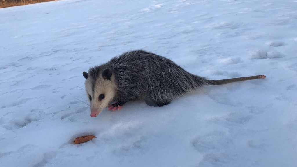 Opossums in the Arboretum – Cowling Arboretum – Carleton College