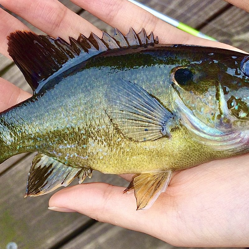 Fish and Fishing – Cowling Arboretum – Carleton College