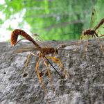 Holes on Dead Trees and Strange Wasps – Cowling Arboretum – Carleton ...