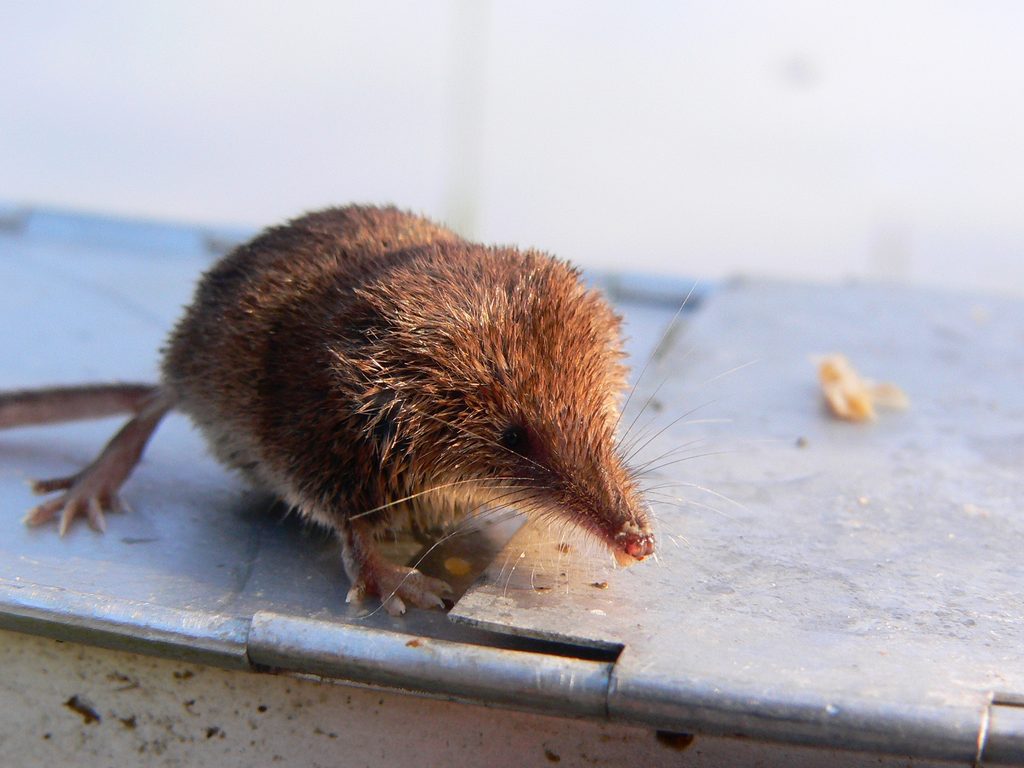 Confusing Names – Cowling Arboretum – Carleton College