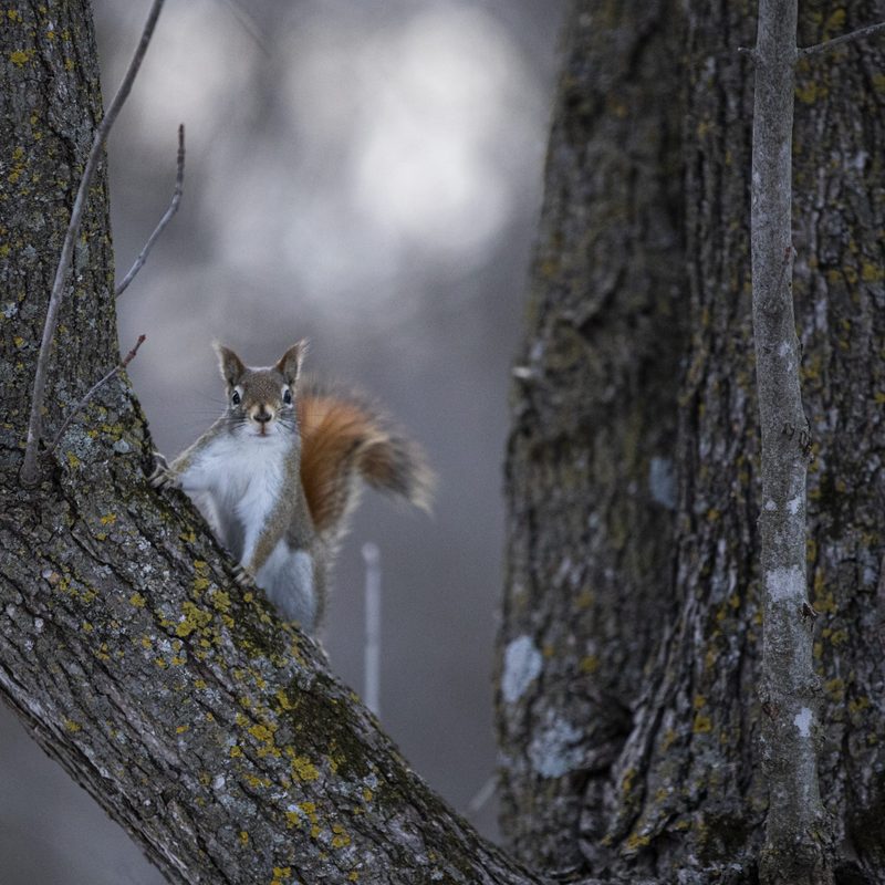 The Spring and Squirrels – Cowling Arboretum – Carleton College