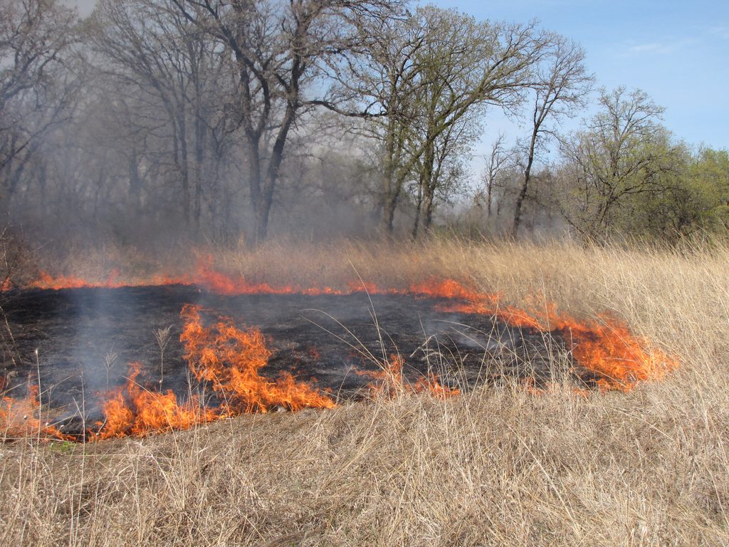 Prairie Fire in the Arboretum – Cowling Arboretum – Carleton College