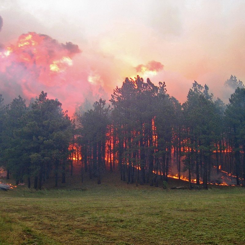 Reunion Program on Forest Fire Ecology and Management – Class of 1965 ...