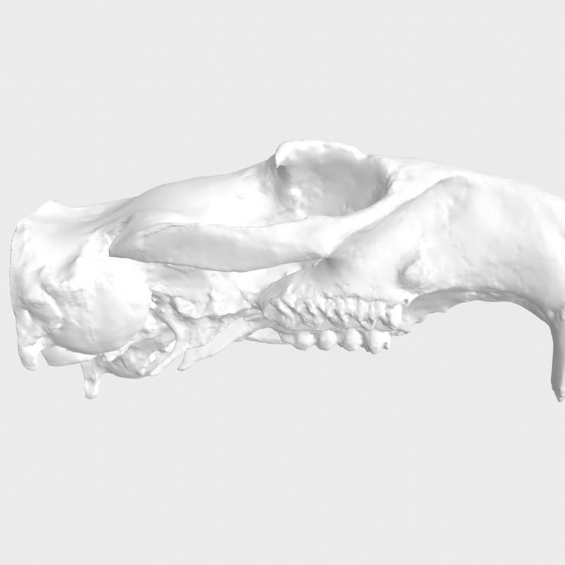 Beaver – Carleton Archaeological Research Collection of Animal ...