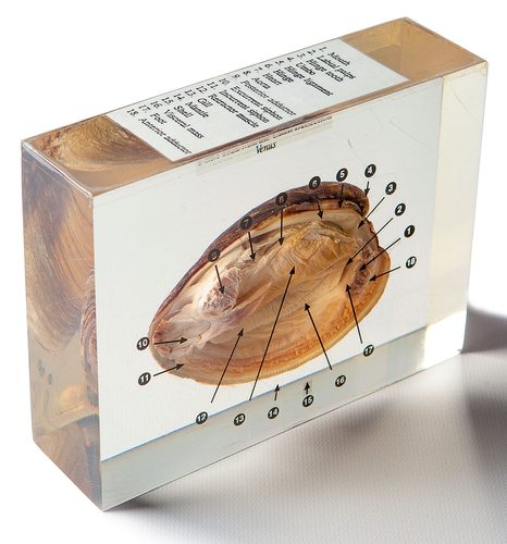 Show and Tell – Voice – Carleton College