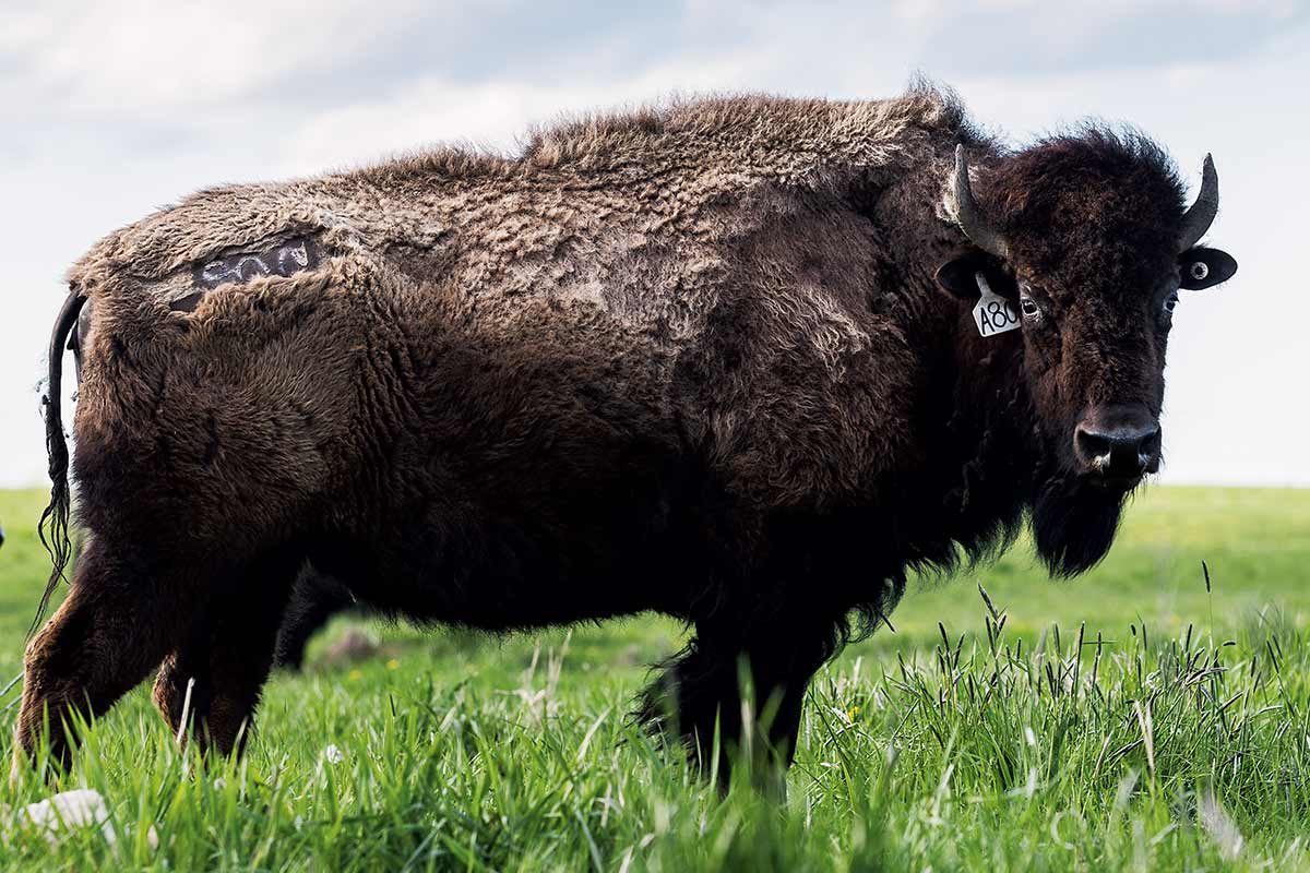 Field Guide to the American Bison – Voice – Carleton College