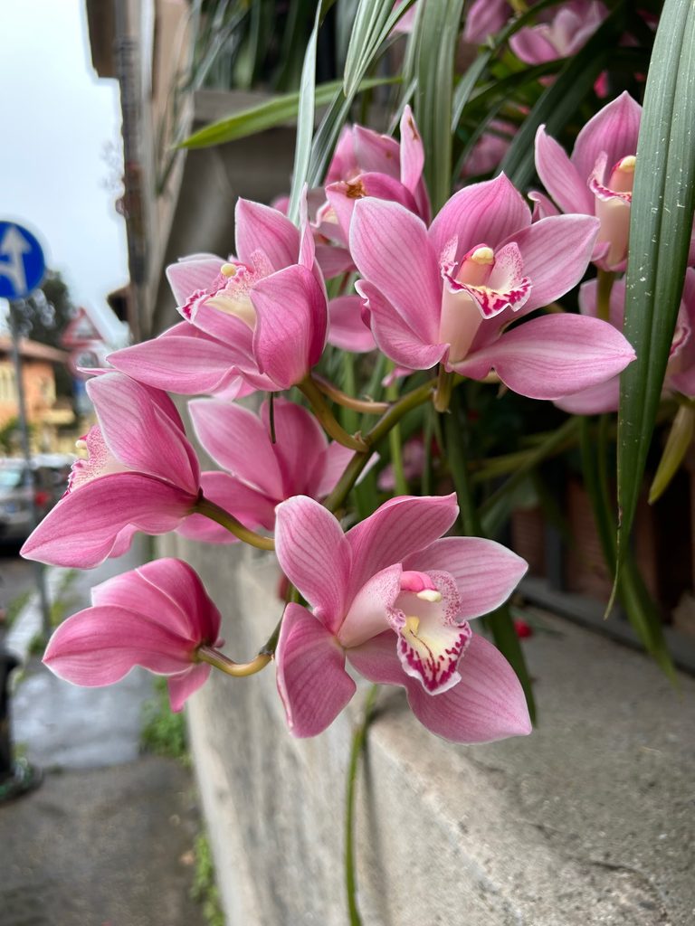 Roman Flora – Rome Blog: Spring 2023 – Carleton College